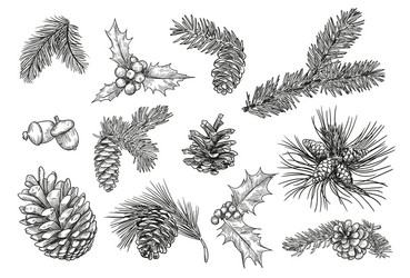 Pine cone and fir tree set botanical hand drawn Vector Image