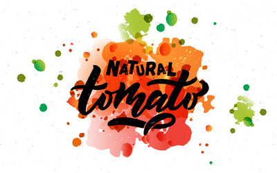 Hand sketched tomato product lettering typography Vector Image