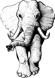 Elephant Front View Vector Images (over 150)