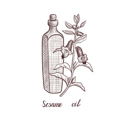 Isolated of raw sesame open Royalty Free Vector Image