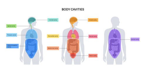 Body cavities poster Royalty Free Vector Image