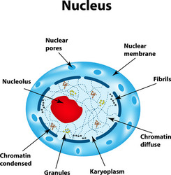 Chromatin Vector Images (over 120)
