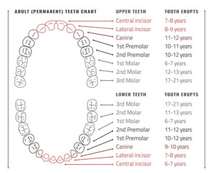Human teeth infographic teeth infographic Vector Image