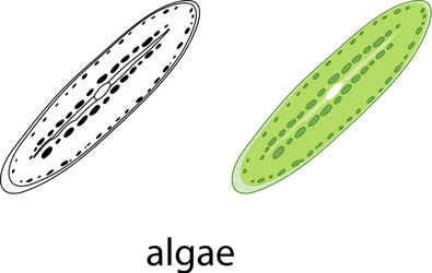Algae Cell Diagram