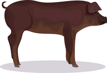 Duroc Pig Animal Vector Images (26)