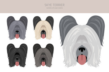 Skye terrier coat colors different poses clipart Vector Image