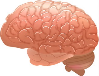 Human brain cartoon isolated Royalty Free Vector Image