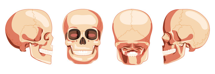 Skull skeleton human head part front view Vector Image