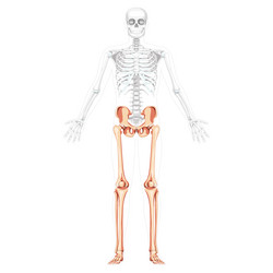 Human pelvis with legs skeleton side view with hip