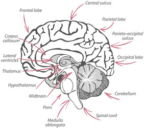 Human brain structure diagram medical science Vector Image
