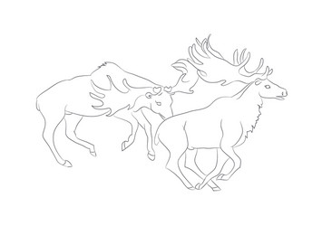 Bucks Fighting Drawing