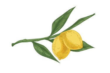 Watercolor lemon tree branch Royalty Free Vector Image