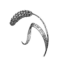 Food millet sketch hand drawn Royalty Free Vector Image