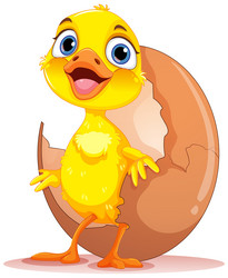 Little duck hatching from egg Royalty Free Vector Image