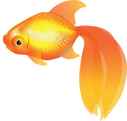 Goldfish in an aquarium Royalty Free Vector Image