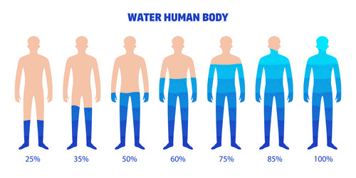 Male body with different water level percentages Vector Image
