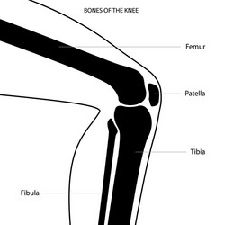 Knee bone anatomy Royalty Free Vector Image - VectorStock