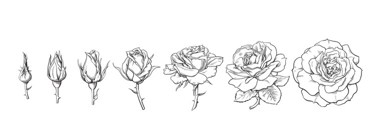Closed Rose Drawing