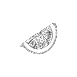 Hand drawn lemon cut in half colored sketch Vector Image
