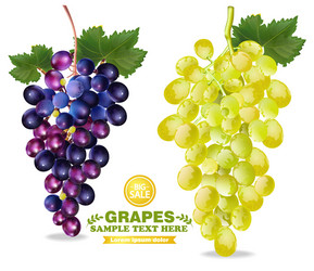 Realistic grape set Royalty Free Vector Image - VectorStock