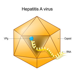 Hepatitis viruses structure and anatomy of virio Vector Image