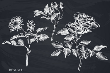 One line hand drawn rose long stem rose single Vector Image