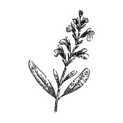 Leaf sage sketch hand drawn Royalty Free Vector Image