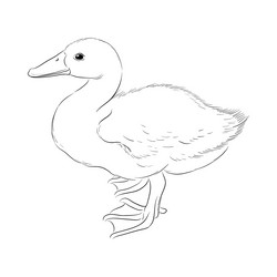 Drawing sketch of duckling Royalty Free Vector Image
