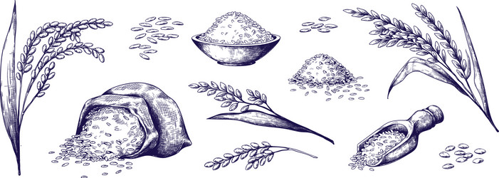 Rice Hand Draw Vector Images (over 2,500)