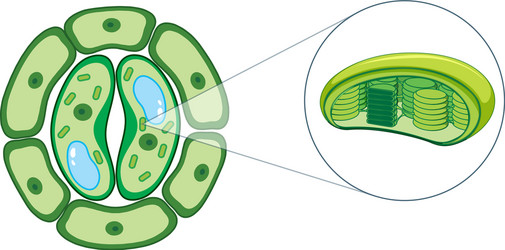 Plant Cell Vector Images (over 10,000)