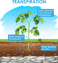 Diagram showing photosynthesis in plant Royalty Free Vector