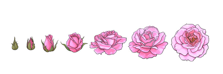 Closed Rose Drawing