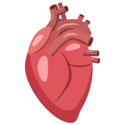 Human heart anatomical muscular pumps blood Vector Image