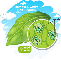 Diagram showing plant cell with stomata and guard Vector Image