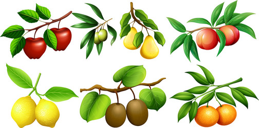 Green apples on the branch Royalty Free Vector Image