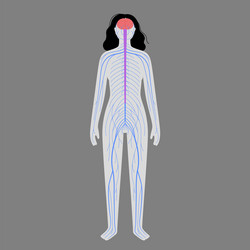 Autonomic Nervous System Diagram Royalty Free Vector Image