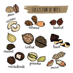 Nut Types Vector Images (over 1,200)