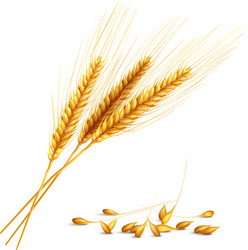 Barley Vector Images (over 35,000)