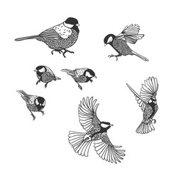 Chickadee Flying Drawing