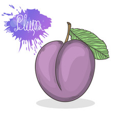 Santa fruits prune character on white background Vector Image