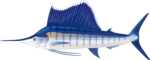 Sailfish Vector Images (over 2,000)