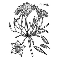 Cumin Vector Images (over 1,400)