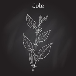 Jute Plant Clipart