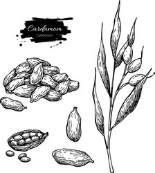 Cardamom hand drawing herbs and spices Royalty Free Vector
