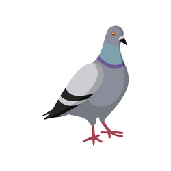 Cute colorful dove eating on white background Vector Image