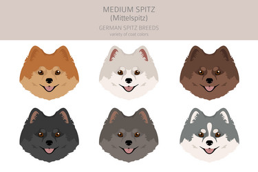 German spitz medium spitz clipart different poses Vector Image