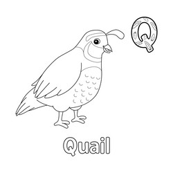Quokka animal tracing letter abc coloring page q Vector Image