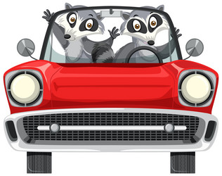 Raccoon and rabbit in classic red car on white Vector Image