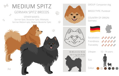 German spitz giant spitz clipart different poses Vector Image