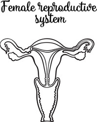 Female reproductive system for coloring page Vector Image